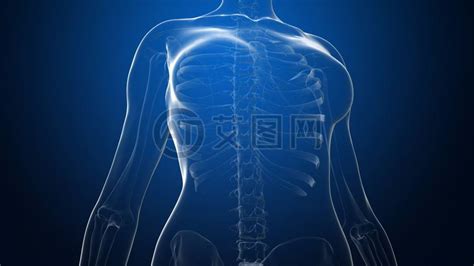 呼吸系统结构图高清图片素材