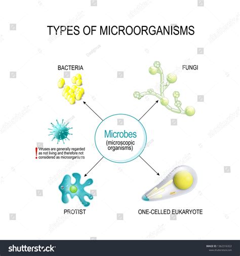 Types Microorganisms Classification Microbes Pathogens Bacteria Stock
