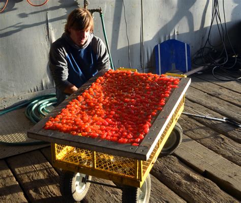 How To Cure Salmon Eggs
