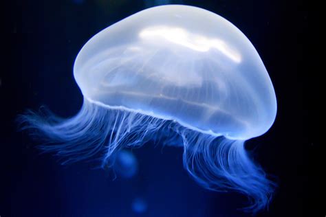 5 Harmless Species Of Jellyfish