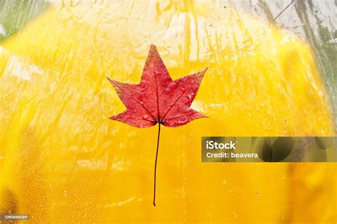 노란색 배경에 고립 된 젖은 붉은 단풍 나무 잎의 클로즈업 10월에 대한 스톡 사진 및 기타 이미지 10월 30 34세 가을 Istock