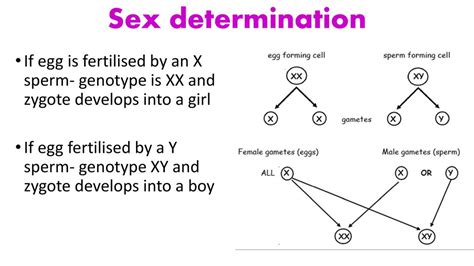 Inheritance Lesson Ppt Download