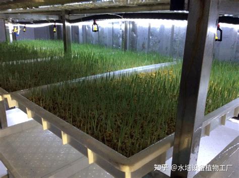 集装箱水培饲料种植无土栽培牧草能为阿里地区带来什么 知乎