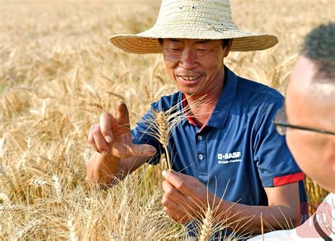图集丨广汉：种粮大户在田野里干大事四川在线