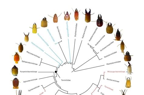 On Linkedin Researchers Rewrite Termite Classification System