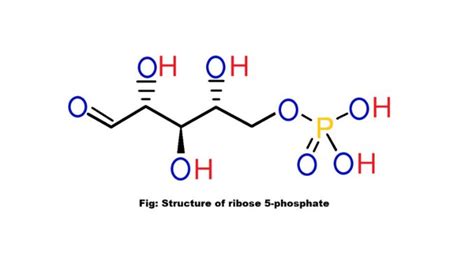 Ribose Ring Structure