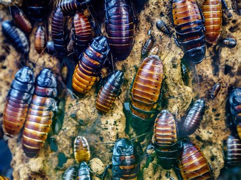 That S Scary Cockroach Infestation Spoils Halloween On Detroit Street