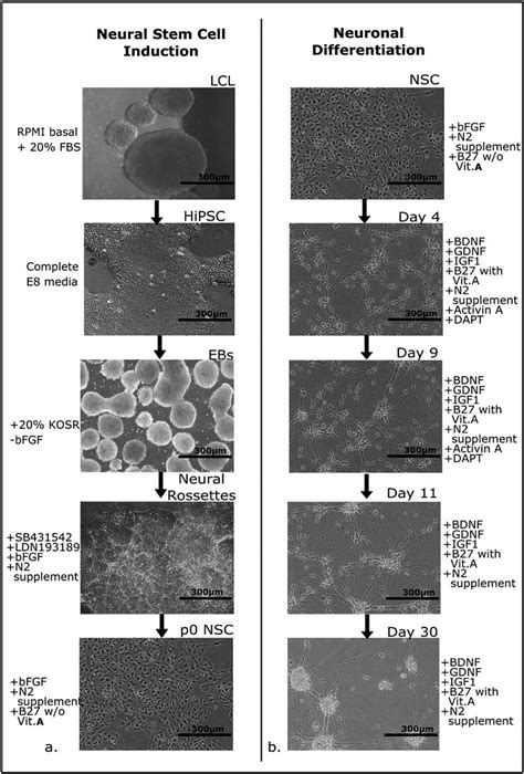 In Vitro Recapitulation Of Neural Induction And Differentiation A Download Scientific