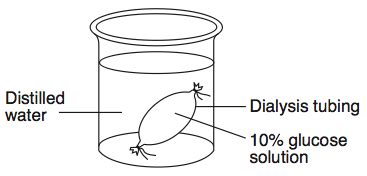 Le Diffusion Lab Quiz Trivia Questions