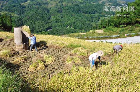 山区可以种植水稻嘛 种植水稻 种植水稻的五个 大山谷图库