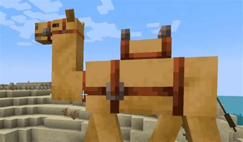 Minecraft Kamel Finden Zähmen And Züchten Alle Infos