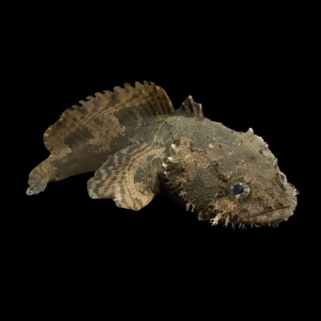 Lion Fish Stone Fish Batrachomoeus Trispinosus Cm Sims Tropical Fish Tropical Fish
