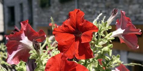 Can You Grow Gladiolus Indoors 11 Easy Gladioli Growth Tips