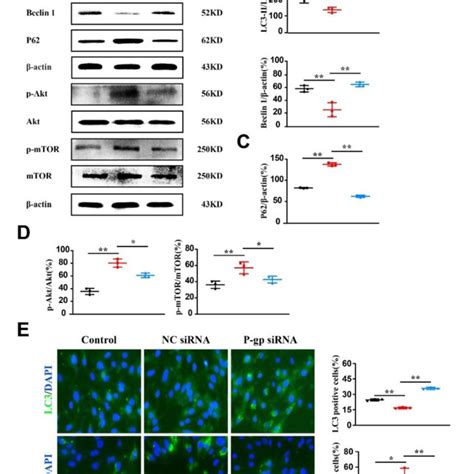 Pharmacologically Autophagy Inhibitor Counteracts The Influence Of