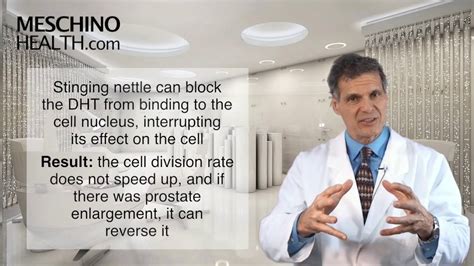 Optimal Living Program Chapter Five Stinging Nettle Popular Prostate