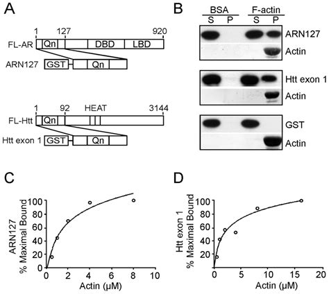 Arn127 And Htt Exon 1 Directly Bind To F Actin In Vitro A Schematic