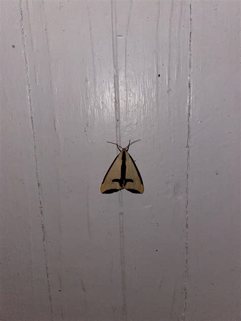 What Kind Of Moth Is This R Whatisthisbug