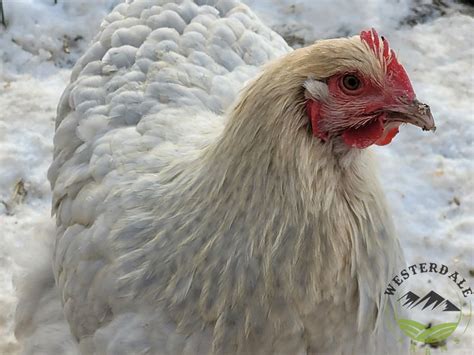 Isabel Cuckoo Orpington Westerdale Farms