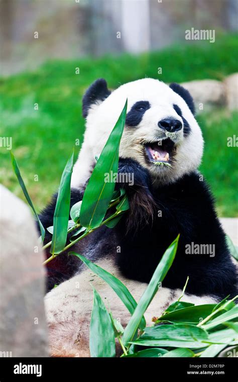 Giant Panda Eating Bamboo Stock Photo Alamy