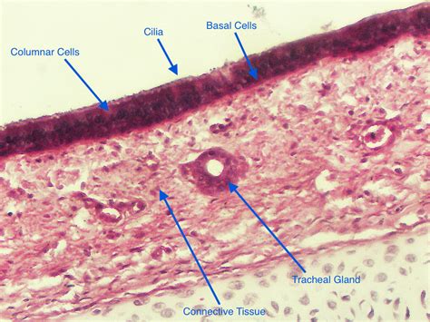 Trachea Histology Labeled Diagram