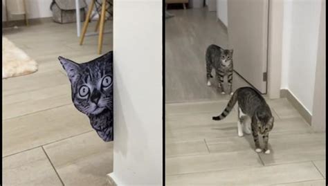 Viral Dueños Le Hacen Broma A Sus Gatos Y Su Reacción Te Sacará