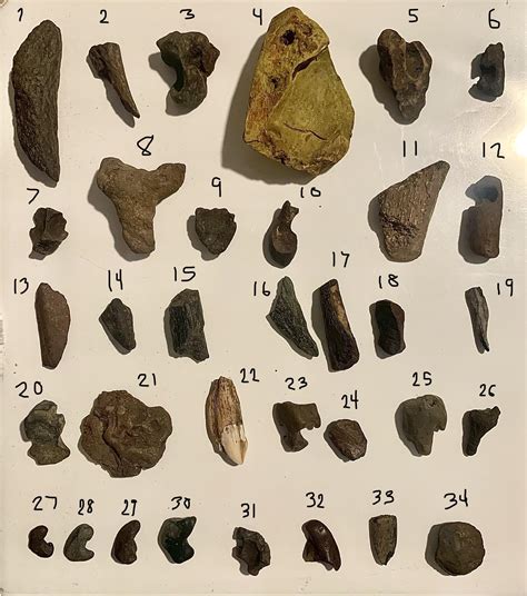 Other Possible Bones Fossils From A Charleston Sc River I Am
