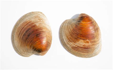 Clam Shell Specimen Kindred Black