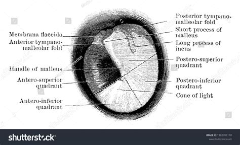 This Illustration Represents Tympanic Membrane Vintage Stock Vector