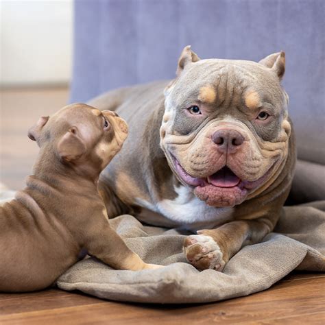 Ultimate Bully Ruby Rose щенки питомника Ultimate Bully