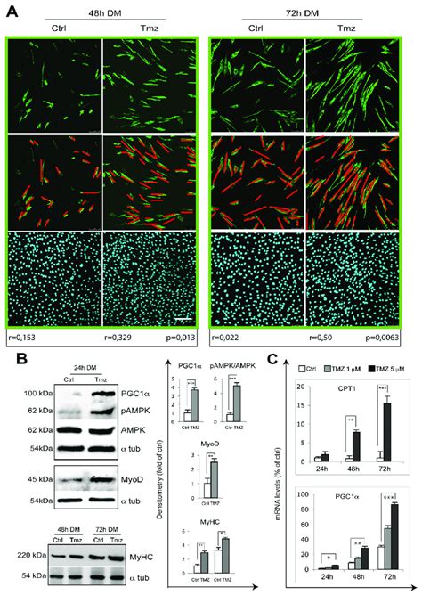 Tmz Enhances The Alignment Of Differentiating Myoblasts A Download Scientific Diagram