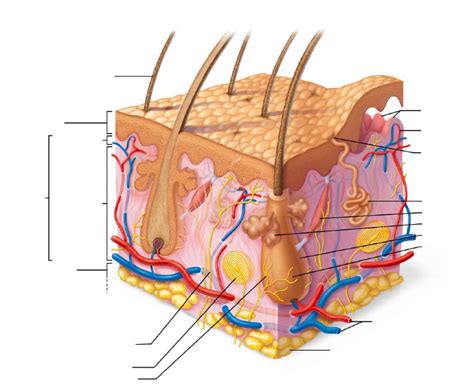 Skin Diagram Diagram Quizlet