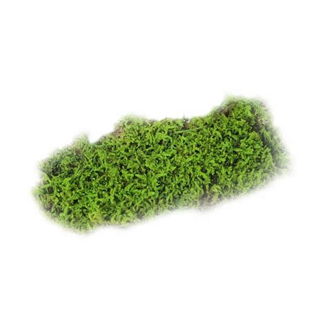 Munticolor Natural Moss Grass Miniatures 5kg At Rs 25piece In New