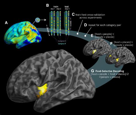 Food Selective Representations That Generalize Across Sensorimotor And Download Scientific