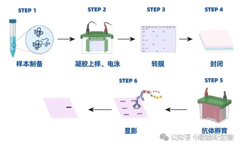 Western Blot最全操作详解 常见问题分析 知乎