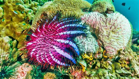 Surprising Genes May Shed Light On Marine Life Origins Futurity