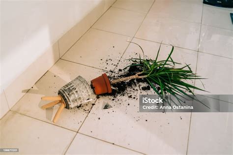 유출 된 토양과 손상된 식물바닥에 깨진 화분 집안일 깨진 화분에서 먼지를 청소 발코니에 부서진 세라믹 냄비와 지저분한 먼지와 꽃 사고 엎지름에 대한 스톡 사진 및 기타