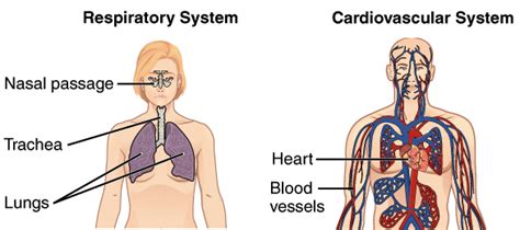 What Is The Difference Between Organ Organ System And Organism
