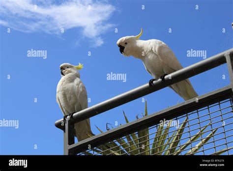 Wild Sulphur Crested Cockatoos Cacatua Galerita On A Balcony At The