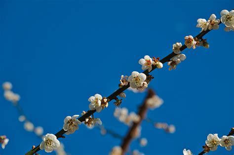 하얀 매화꽃이 만개하여 꿀 푸른 하늘을 위해 꿀벌을 끌어들입니다 개화기에 대한 스톡 사진 및 기타 이미지 개화기 검은색