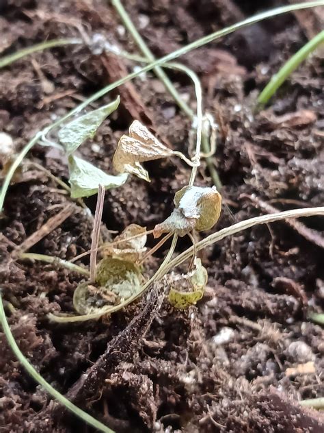 I Think I Have Meely Bugs R Plantclinic