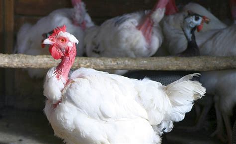 Poule Cou nu du Forez caractéristiques besoins et conseils d élevage