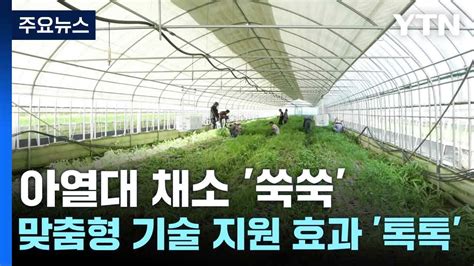 아열대 채소 쑥쑥 맞춤형 기술 지원 효과 톡톡 Ytn Youtube