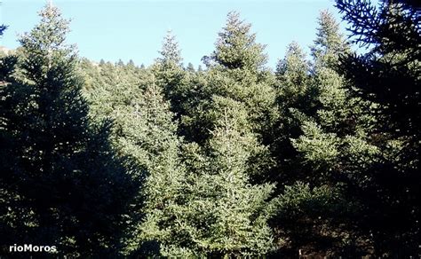 Tipos De Abetos Plantas Riomoros