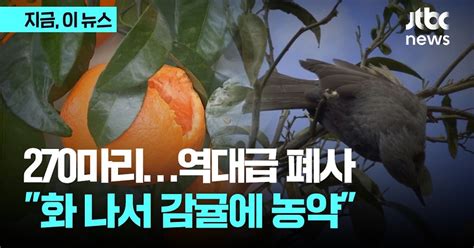 감귤 쪼아 먹던 새 270마리 떼 죽음…화 나 농약 주입
