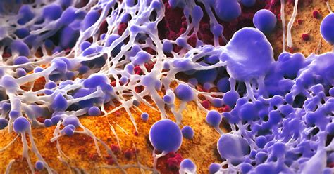 Cml Video Perspectives