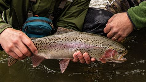 Rainbow Trout Trout Fishing Rigs Setup At Edwin Hare Blog