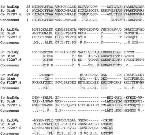 Figure 1 From Is Dna Damage Inducible And Functions In A Novel Error