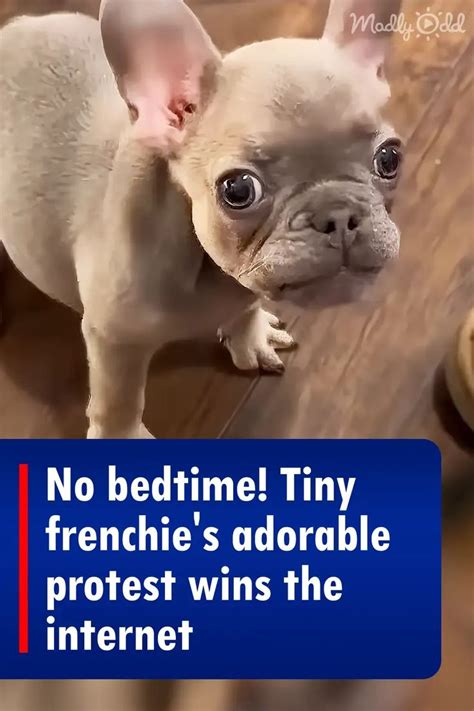 No Bedtime Tiny Frenchies Adorable Protest Wins The Internet French