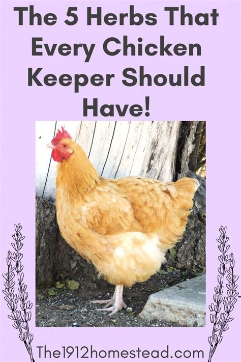 The 5 Herbs That Every Chicken Keeper Should Have The 1912 Homestead