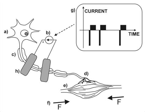 Functional Electrical Stimulation Alchetron The Free Social Encyclopedia